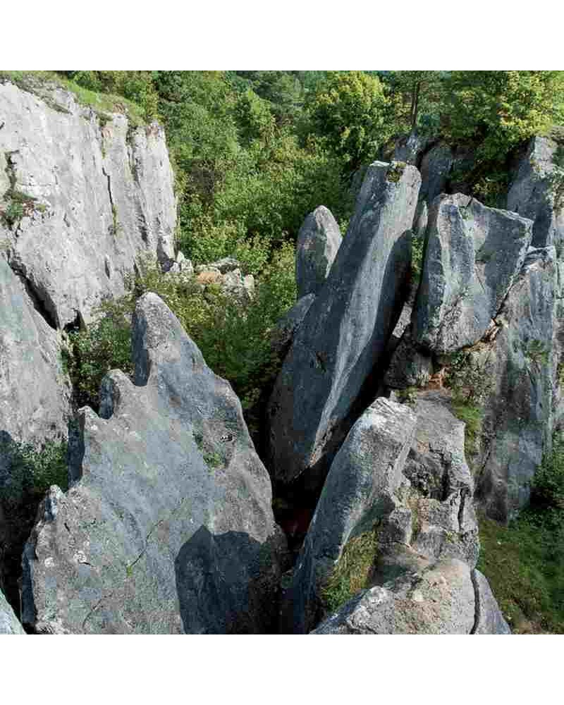 La Grande Traversée de la Forêt du Pays de Chimay